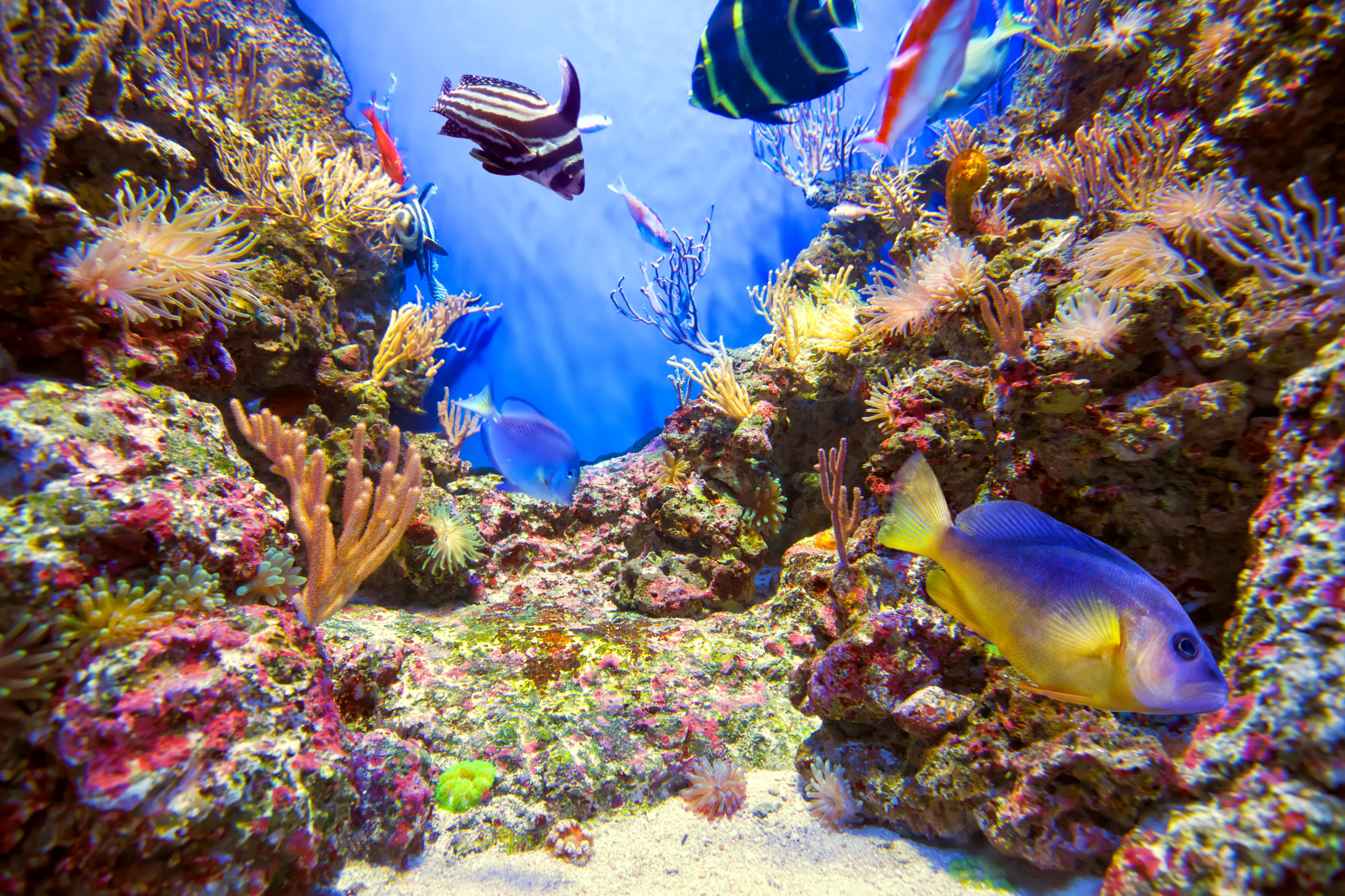 What Nature Teaches Us About Working Under Pressure - Victoria Tucker